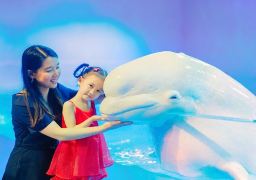 Beluga Bay - Unique Whale Interaction and Performances